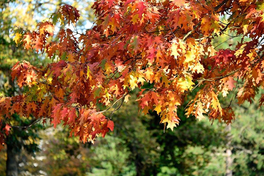 BOSQUES CADUCIFOLIOS: Características, Flora y Fauna